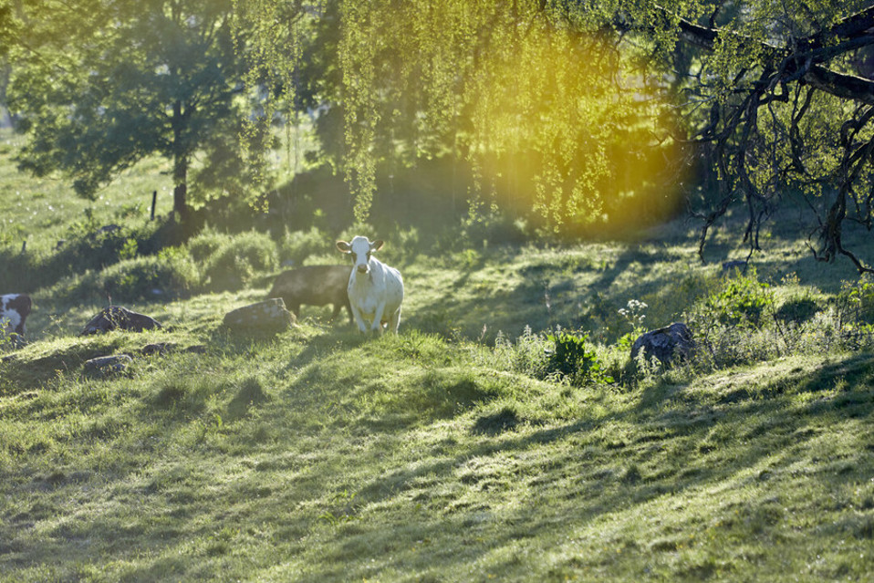 FarmAhead™ Technology | Arla UK