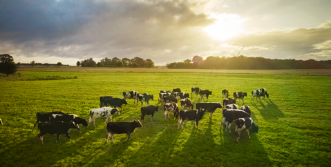 FarmAhead™ Technology | Arla UK