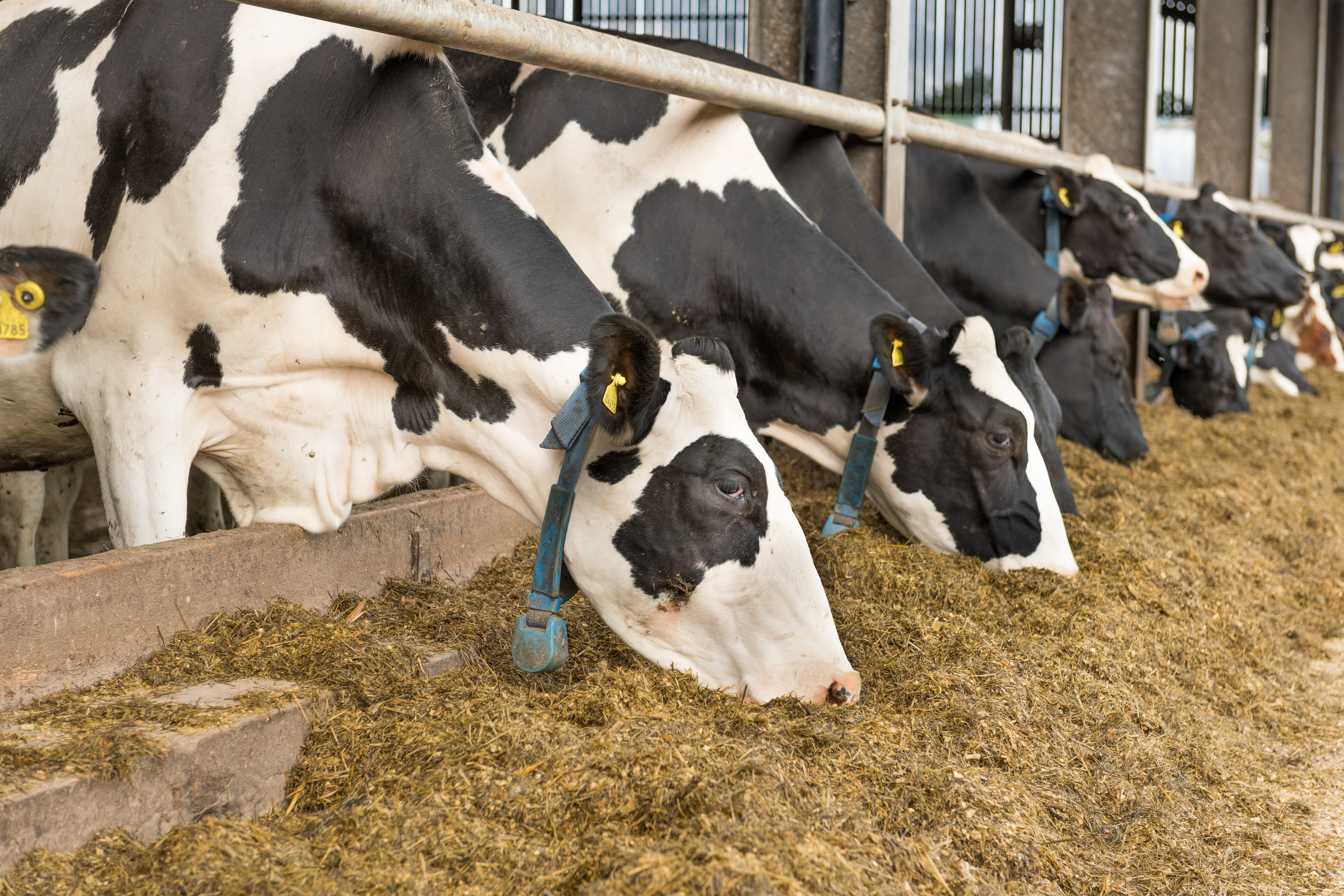 Carbon net zero roadmap | Arla UK