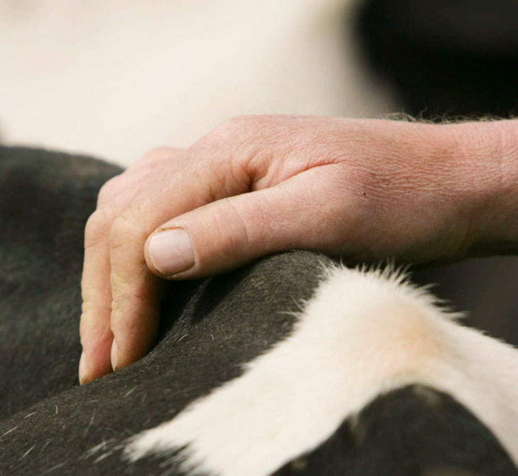 Ensuring Good Animal Welfare | Arla UK