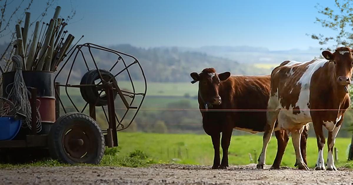 Our Farms - Happy cows are healthy cows | Arla UK